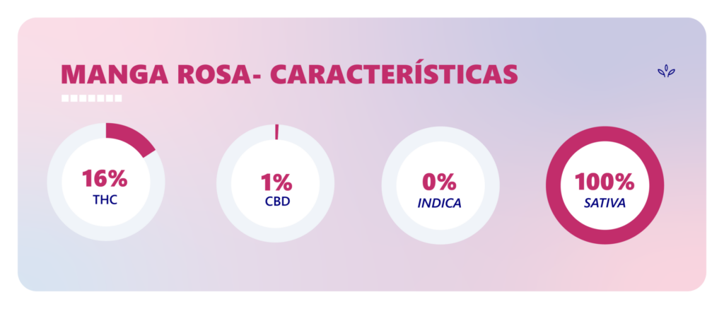 Manga Rosa: conheça a origem, os efeitos e o cultivo dessa strain