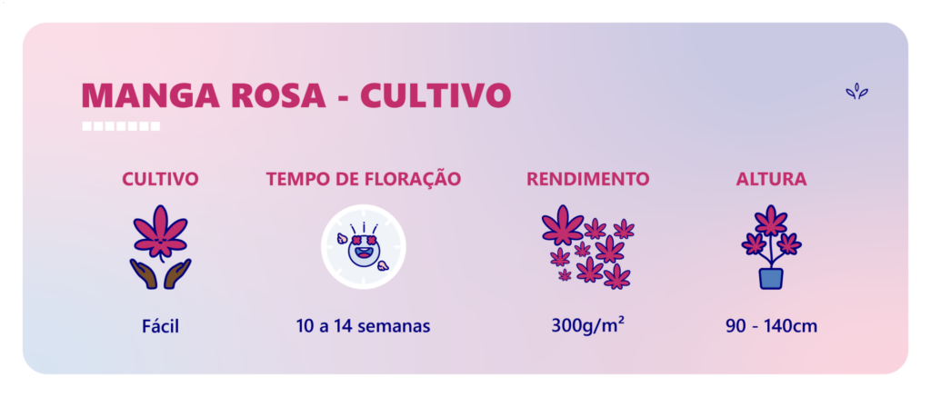 Manga Rosa: conheça a origem, os efeitos e o cultivo dessa strain
