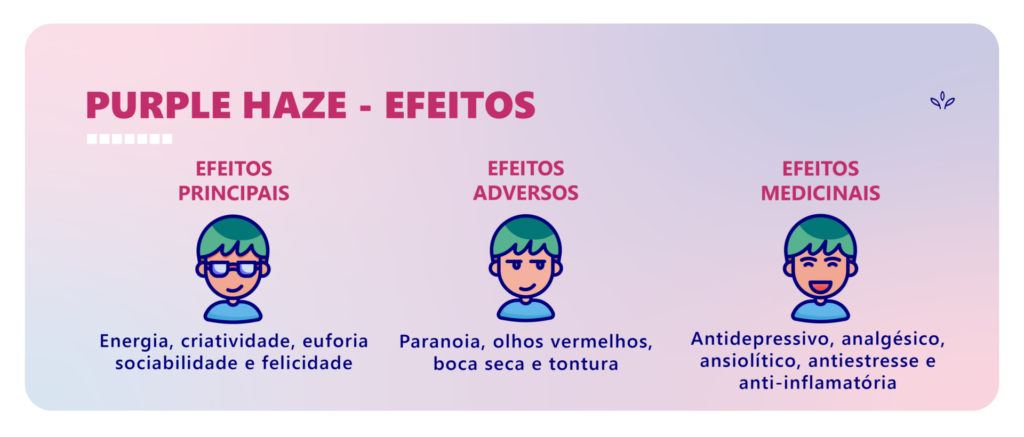Purple Haze: os efeitos e características dessa strain
