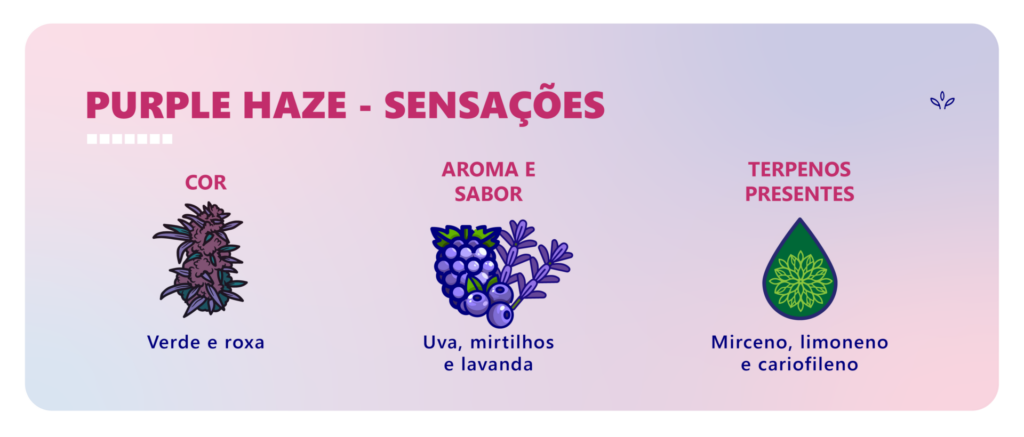 Purple Haze: os efeitos e características dessa strain