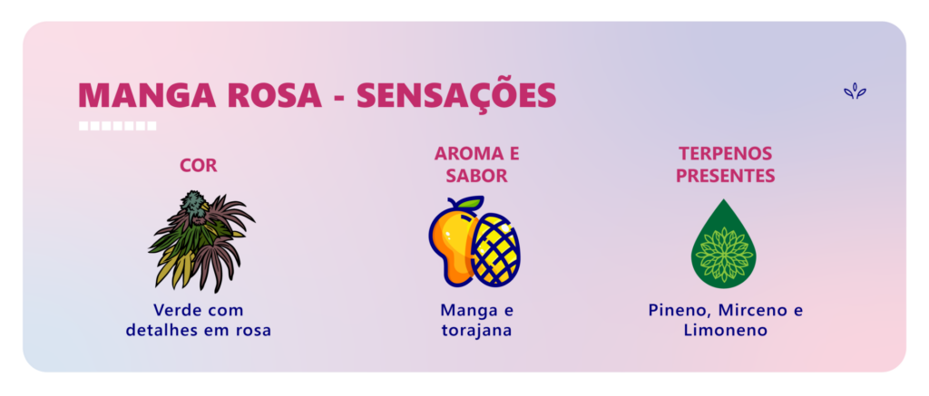 Manga Rosa: conheça a origem, os efeitos e o cultivo dessa strain