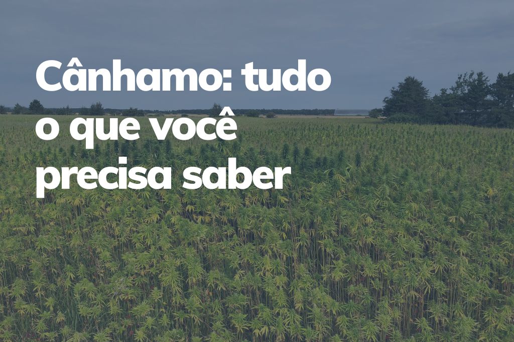 Cânhamo: tudo o que você precisa saber sobre esse insumo