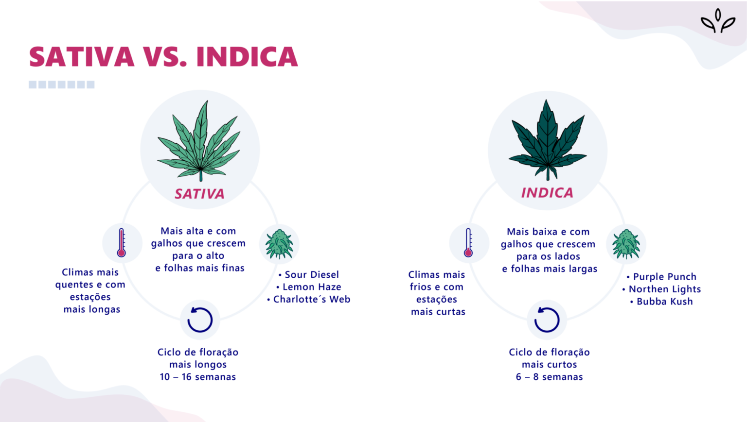 Sativa, Indica e Híbrida: Diferenças entre as plantas da maconha