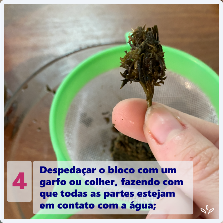Como lavar o prensado? Aprenda a melhorar sua maconha prensada