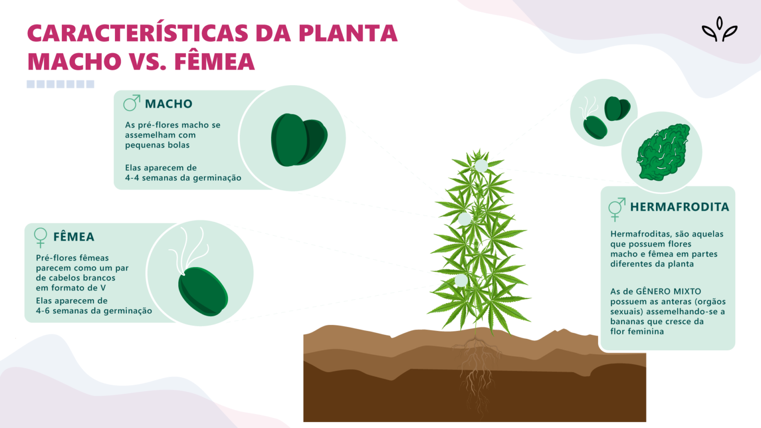 Macho ou fêmea? Como diferenciar o sexo da planta de maconha