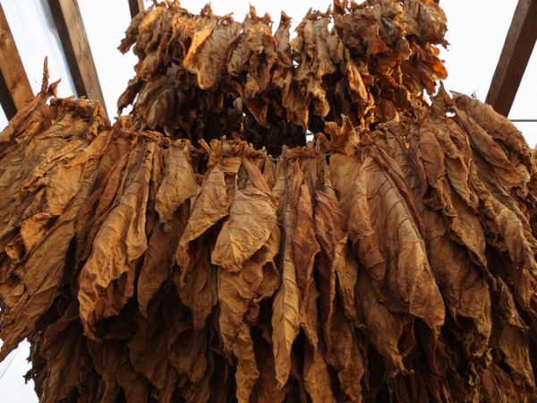 Tabaco: conheça a história da planta e suas formas de consumo