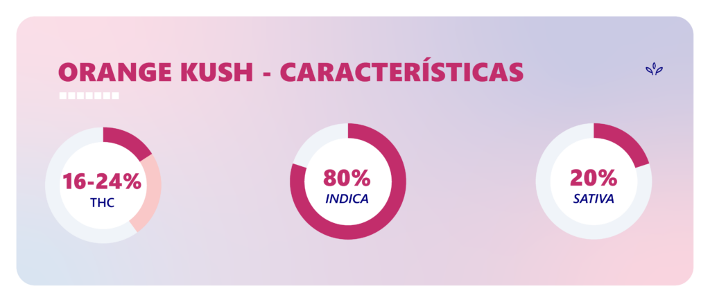 Orange Kush: os efeitos, características e cultivo dessa strain