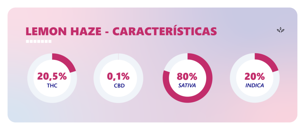 Lemon Haze: efeitos, características e cultivo da strain