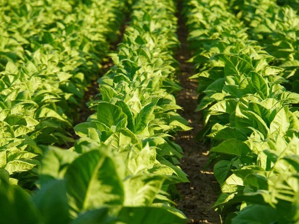 Tabaco: conheça a história da planta e suas formas de consumo