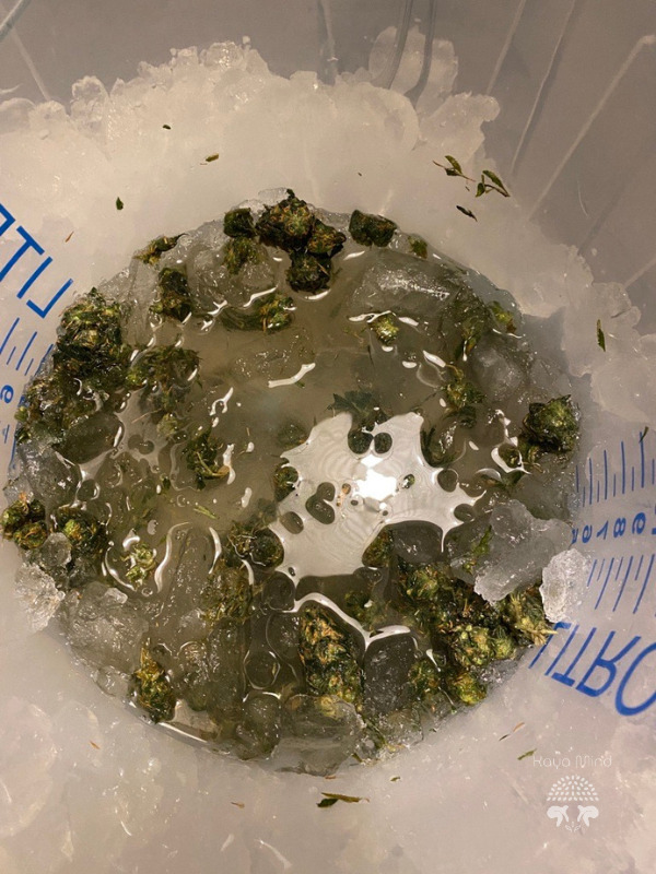 Haxixe Ice: o que é o "ice-o-lator" e como fazer em casa