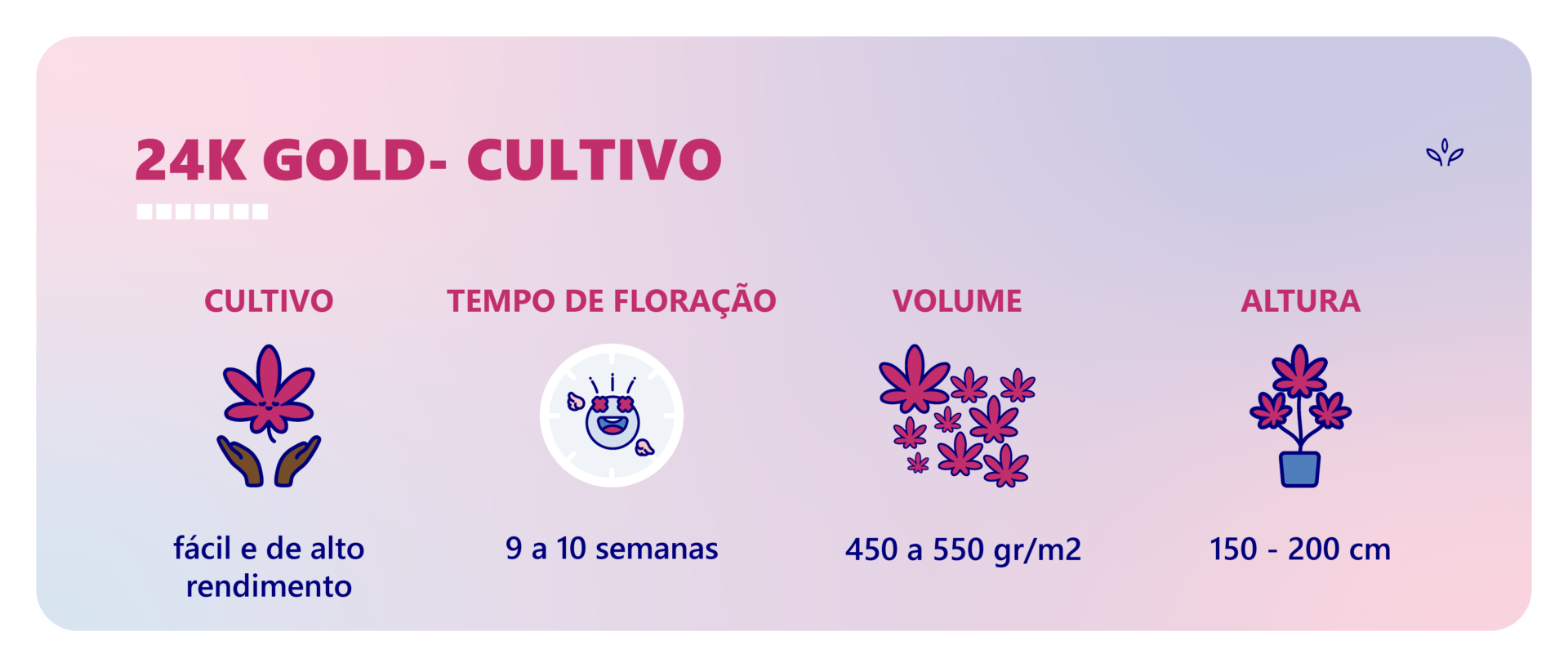 24k Gold: os efeitos, características e formas de cultivo da strain
