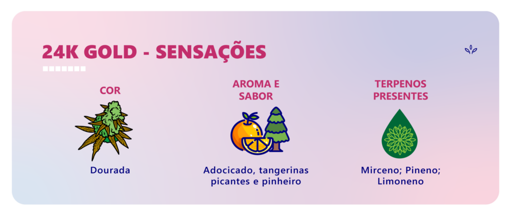 24k Gold: os efeitos, características e formas de cultivo da strain