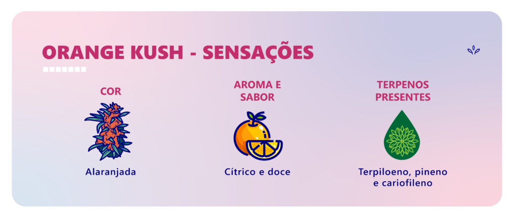 Orange Kush: os efeitos, características e cultivo dessa strain