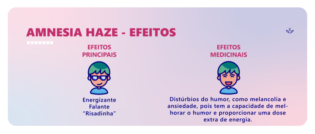 Amnesia Haze: efeitos, características e formas de cultivo da strain