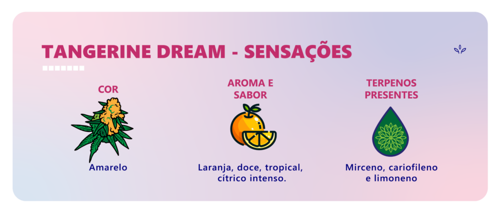 Tangerine Dream: efeitos, características e formas de cultivo