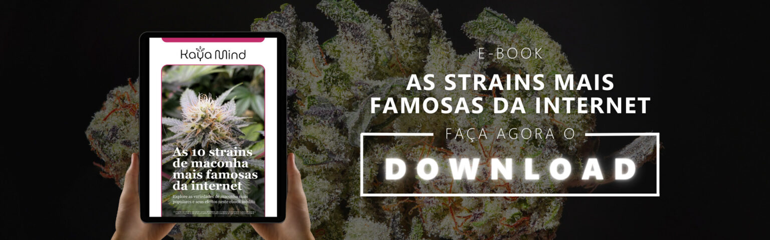 Forbidden Fruit: efeitos, características e cultivo da strain