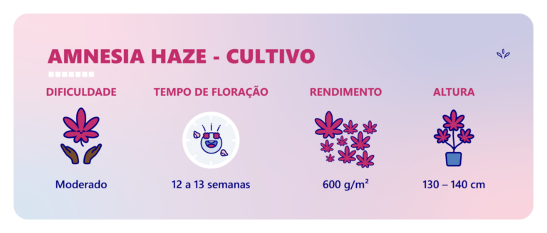Amnesia Haze: efeitos, características e formas de cultivo da strain