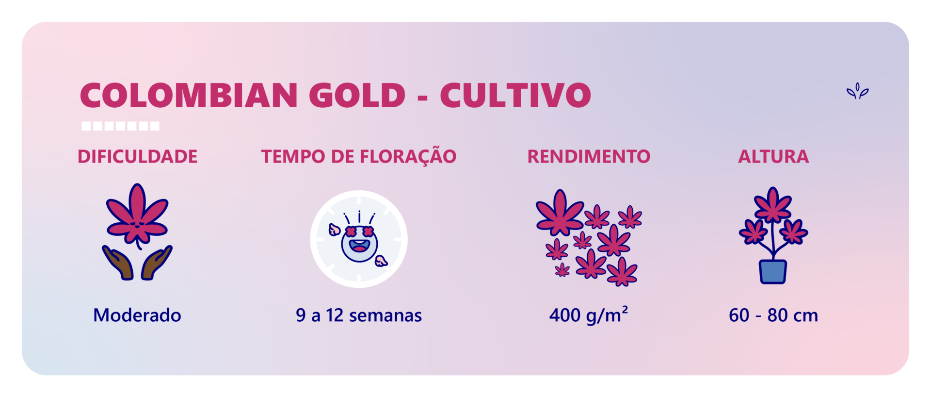 Colombian Gold: entenda tudo sobre o "colombinha"