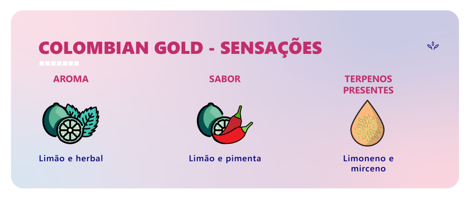 Colombian Gold: entenda tudo sobre o "colombinha"