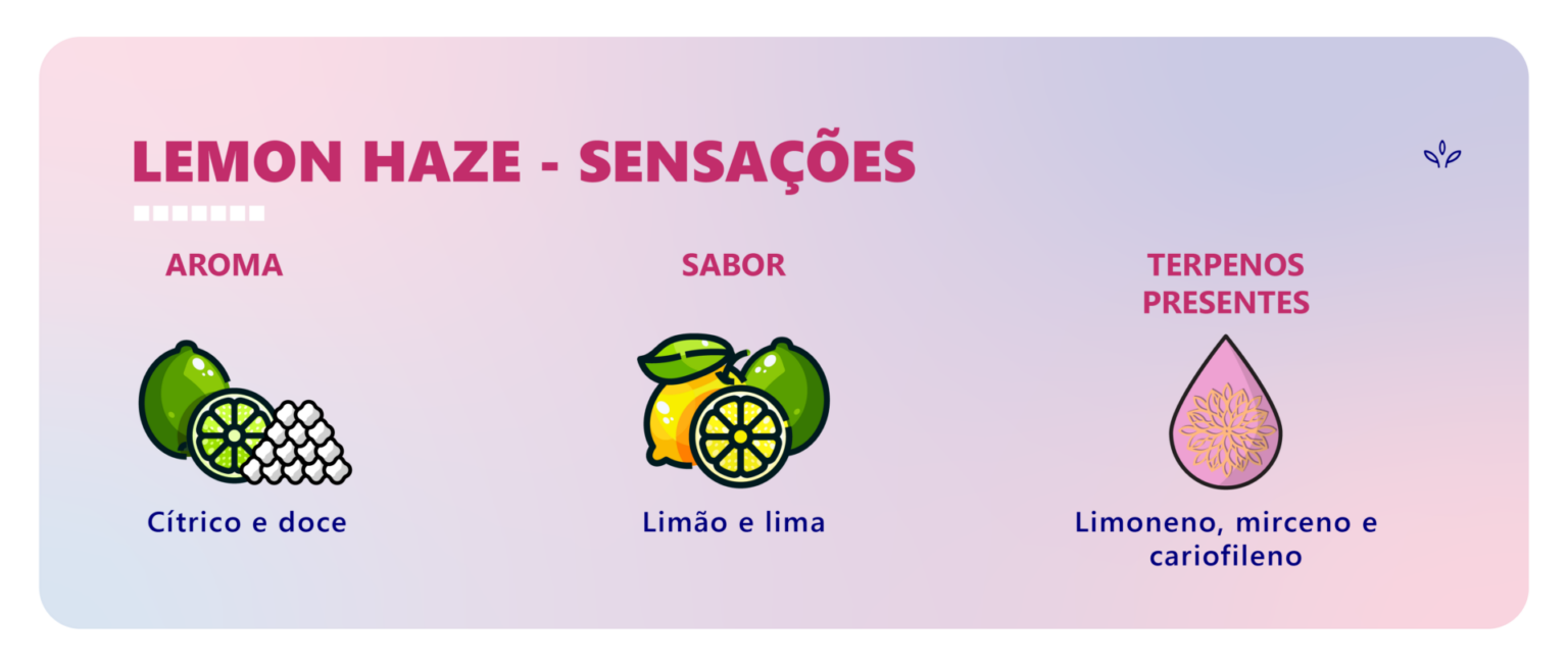 Lemon Haze: efeitos, características e cultivo da strain