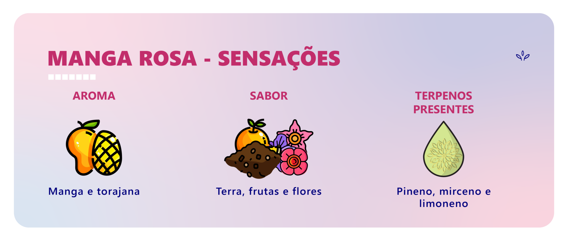 Manga Rosa: origem, efeitos e cultivo desse tipo de maconha