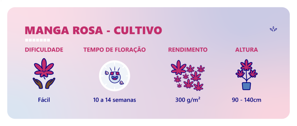 Manga Rosa: conheça a origem, os efeitos e o cultivo dessa strain