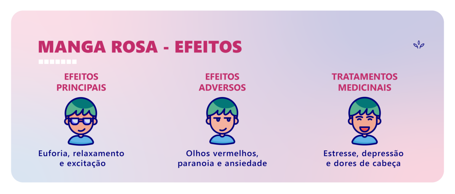 Manga Rosa: origem, efeitos e cultivo desse tipo de maconha