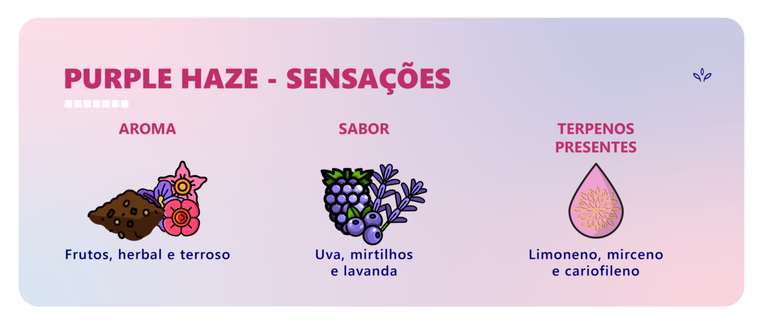 Purple Haze: efeitos, características e formas de cultivo da strain