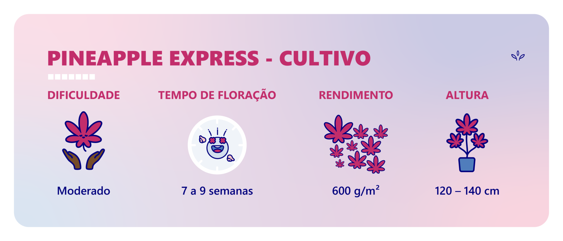 Pineapple Express: efeitos, características e cultivo da strain