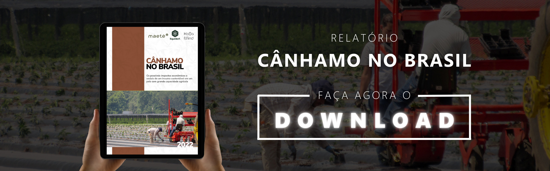 Cânhamo: O que é, para que serve e como usar