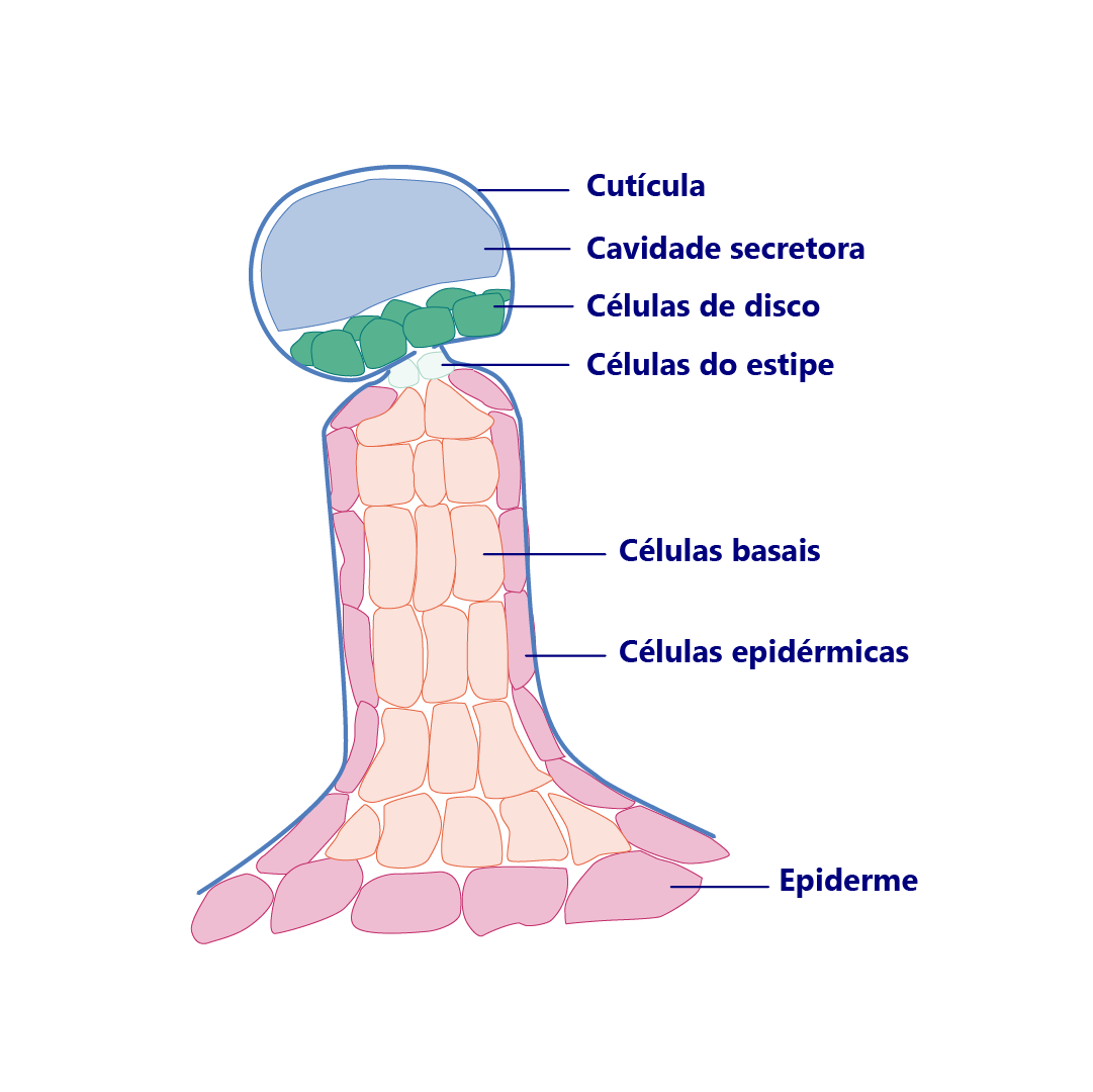 Dry Sift: o que é, como é feito e quais os efeitos do dry