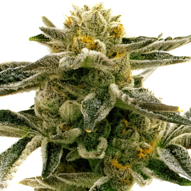 Tangie: efeitos, características e formas de cultivo da strain