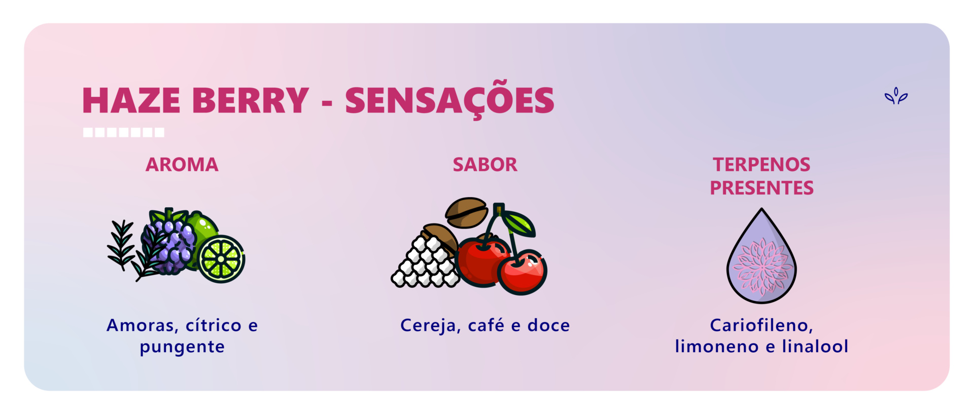 Haze Berry: efeitos, características e formas de cultivo da strain