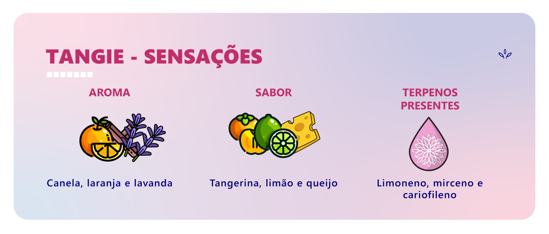 Tangie: efeitos, características e formas de cultivo da strain