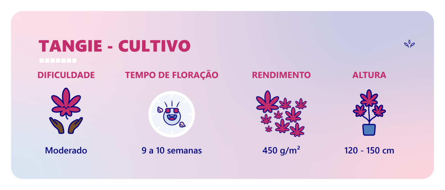 Tangie: efeitos, características e formas de cultivo da strain