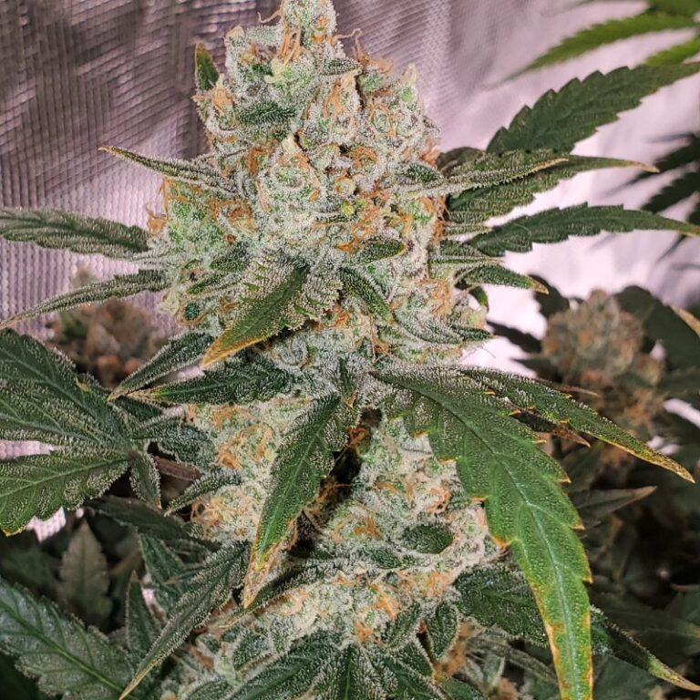 Chemdawg: efeitos, características e formas de cultivo da strain