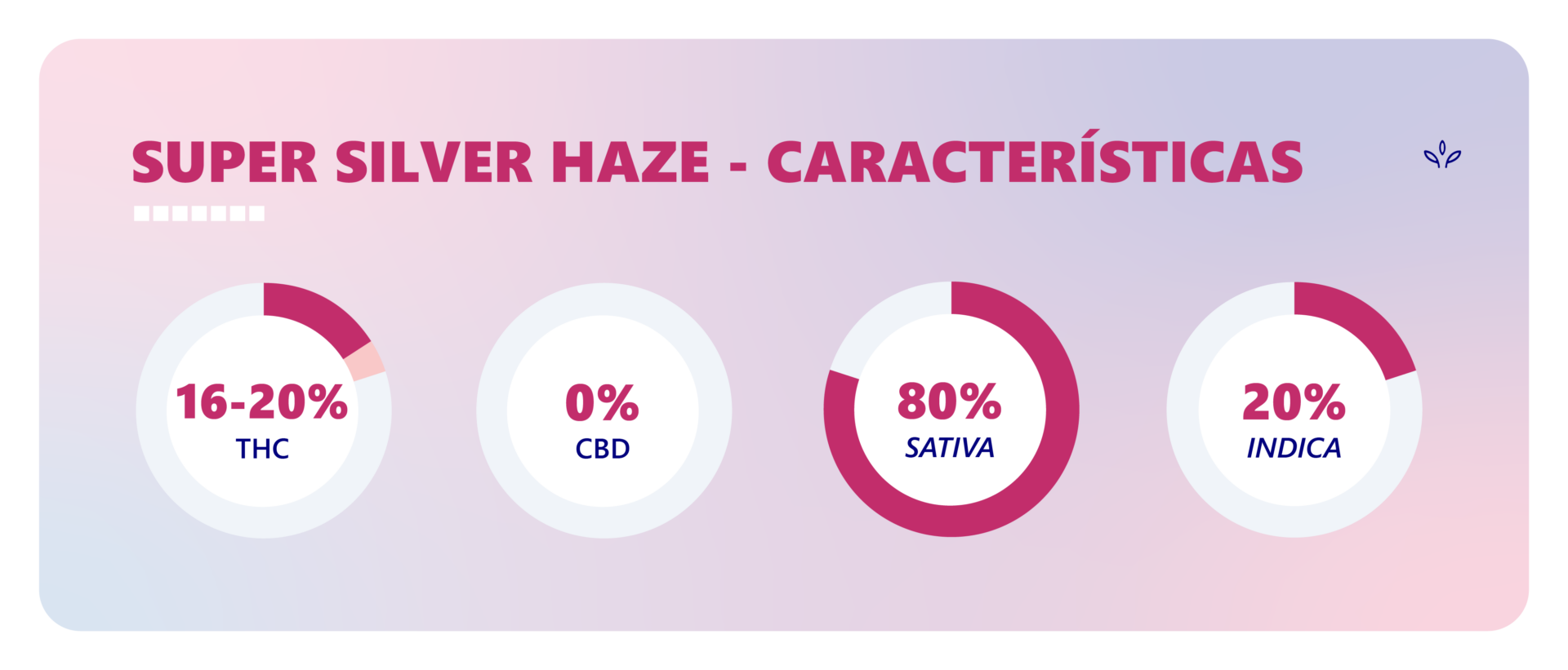 Super Silver Haze: efeitos, características e cultivo da strain