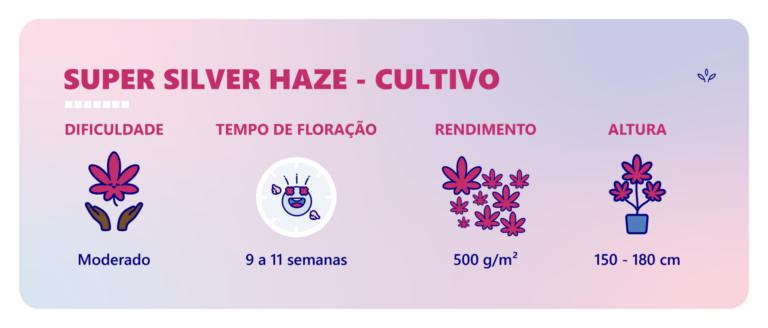 Super Silver Haze: efeitos, características e cultivo da strain