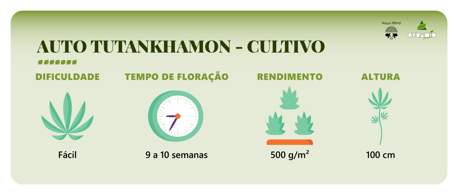 Auto Tutankhamon: efeitos, características e formas de cultivo