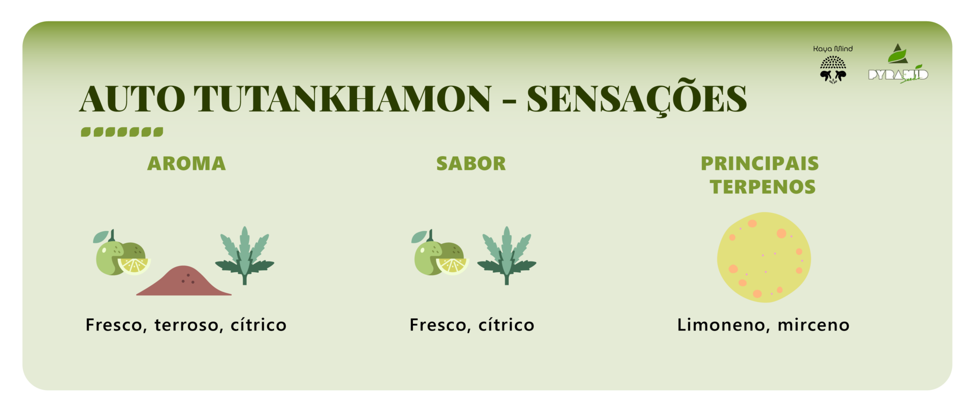 Auto Tutankhamon: efeitos, características e formas de cultivo