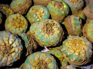 Mescalina: O que é e quais são seus efeitos