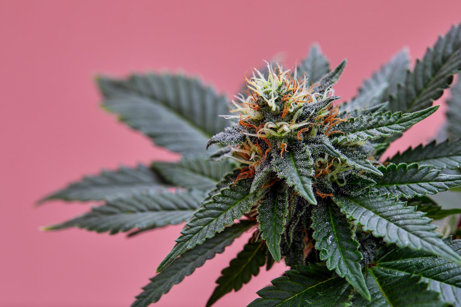 Extrações de cannabis: tipos, métodos e usos